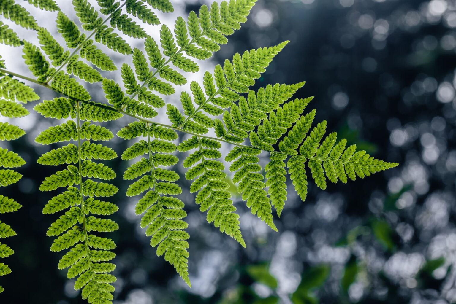 Forest Details Photography - Andrew Studer